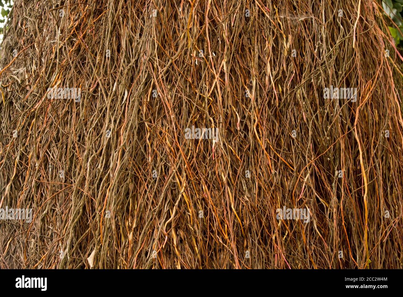 Thick vines. Dense aerial roots of a banyan tree close-up Stock Photo ...