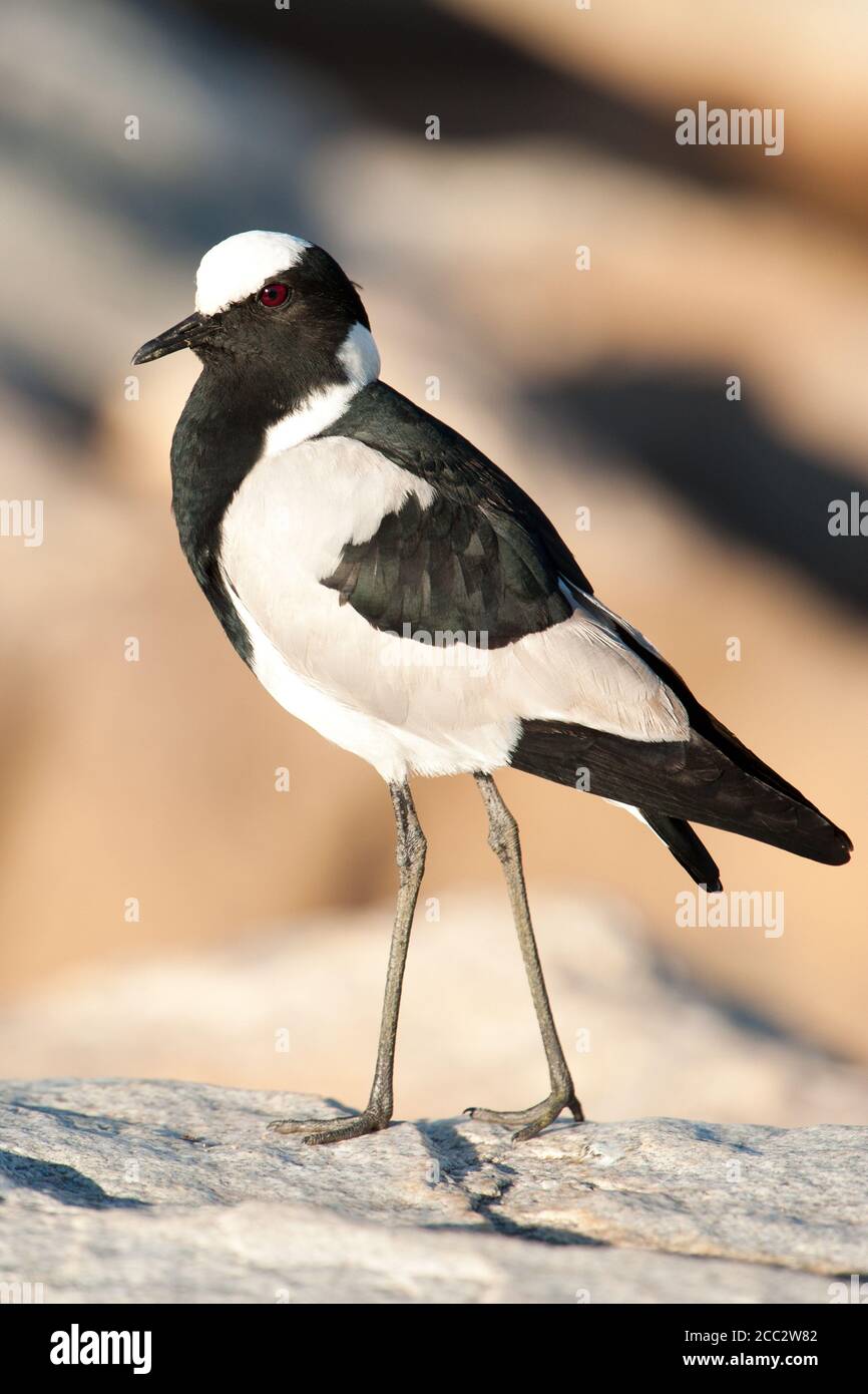 Blacksmith plover lapwing vanellus armatus hi-res stock photography and ...