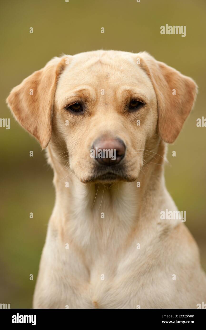 English yellow labrador retriever hi-res stock photography and images ...