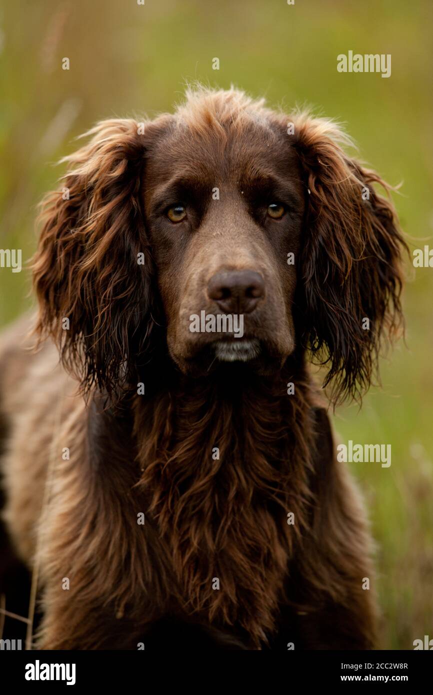English cocker spaniel adult hi-res stock photography and images - Alamy