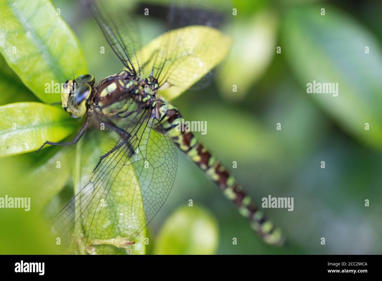 Dragonfly close up hi-res stock photography and images - Alamy