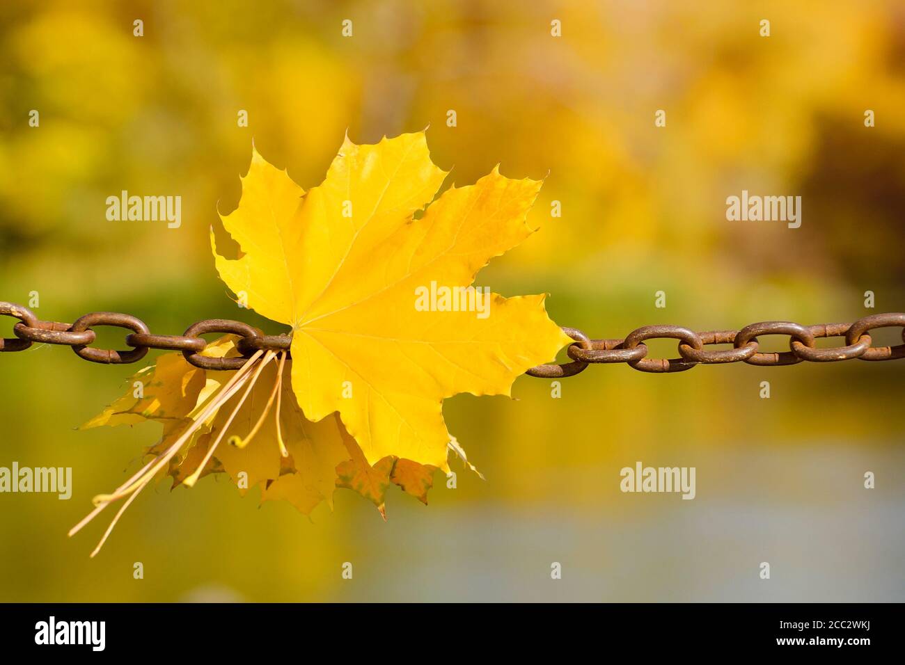Yellow maple leaves on a metal chain. Autumn concept Stock Photo - Alamy