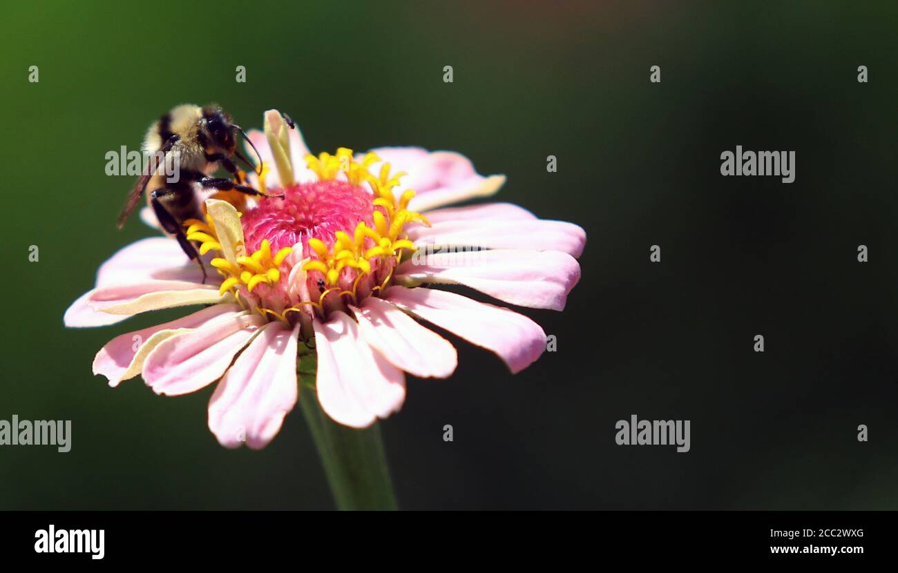 Chicago, Illinois, USA. 16th Aug, 2020. Sunday, August 16, 2020 ...