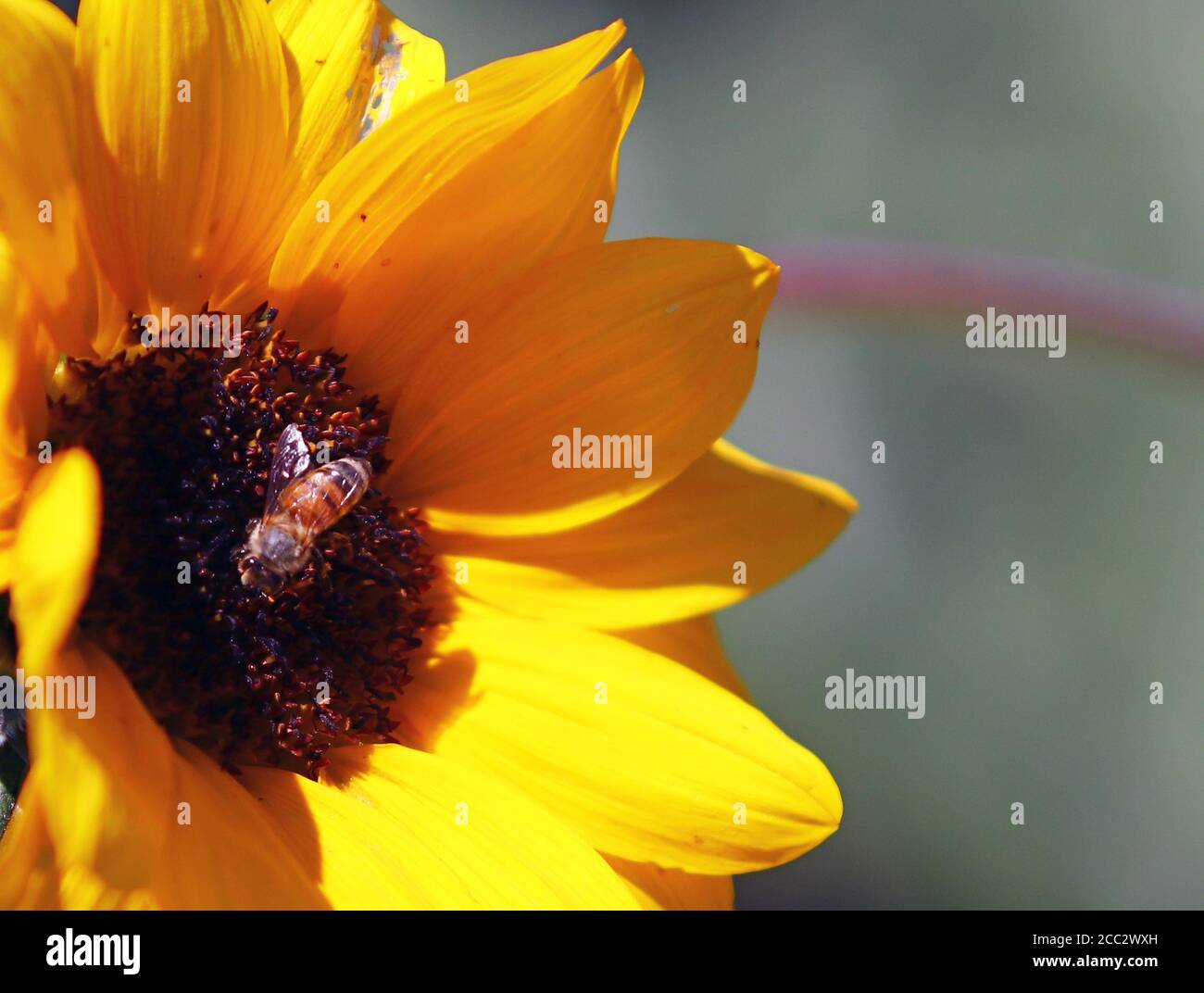 Chicago, Illinois, USA. 16th Aug, 2020. Sunday, August 16, 2020 ...