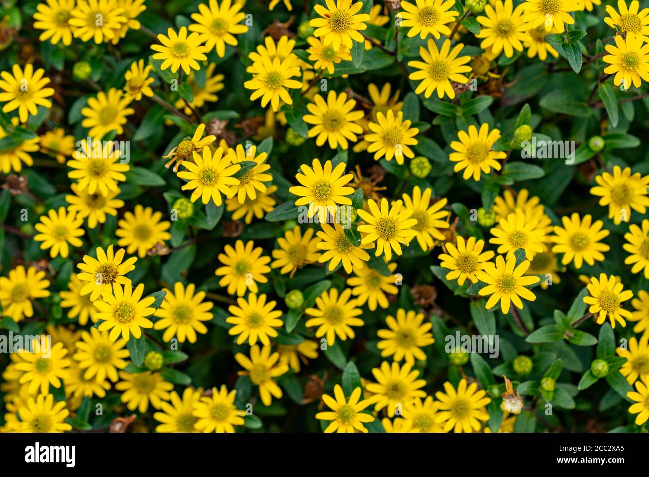 Top view flowers hi-res stock photography and images - Alamy