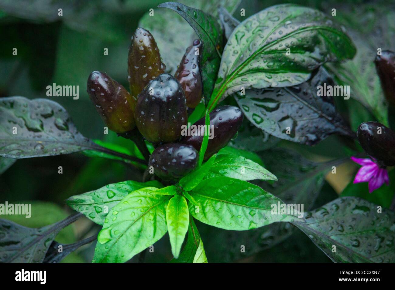 Naga tree hi-res stock photography and images - Alamy