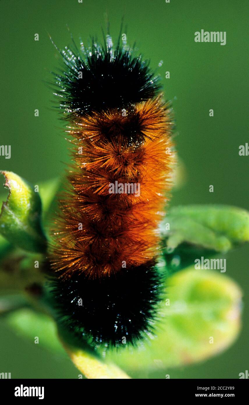 Banded wooly bear hi-res stock photography and images - Alamy