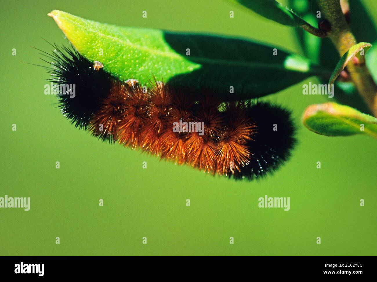 Banded wooly bear hi-res stock photography and images - Alamy