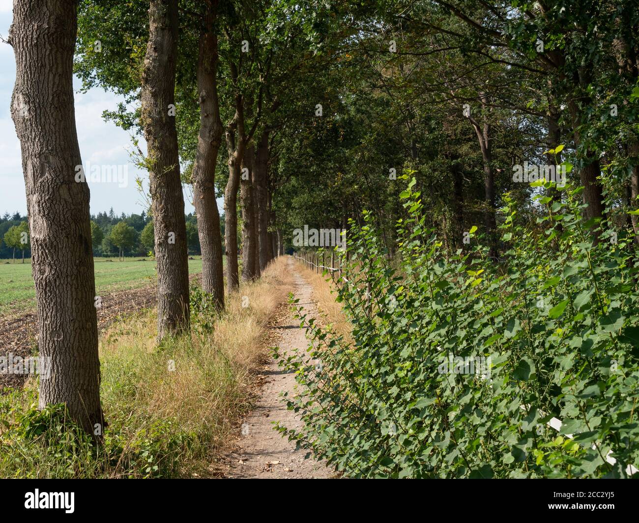 summertime in the german muensterland Stock Photo - Alamy