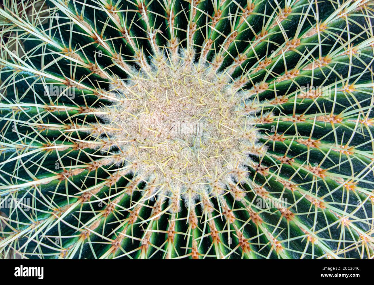 Cactus plant from above hi-res stock photography and images - Alamy