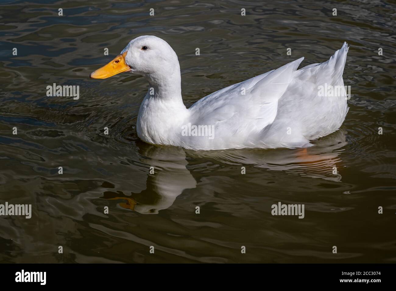 Heavy white pekin duck, also known as Aylesbury duck Stock Photo - Alamy