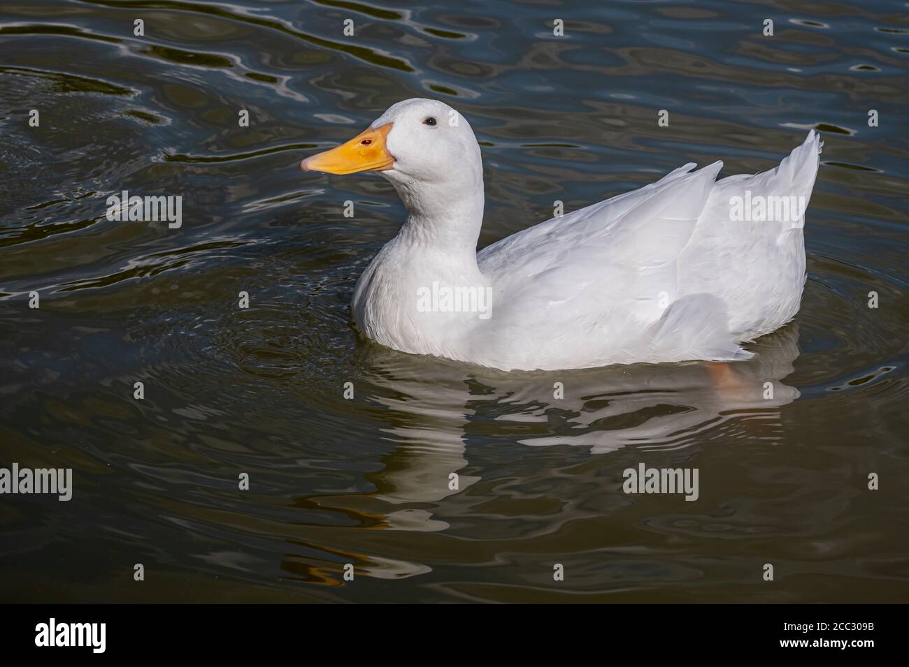 Heavy white pekin duck, also known as Aylesbury duck Stock Photo - Alamy