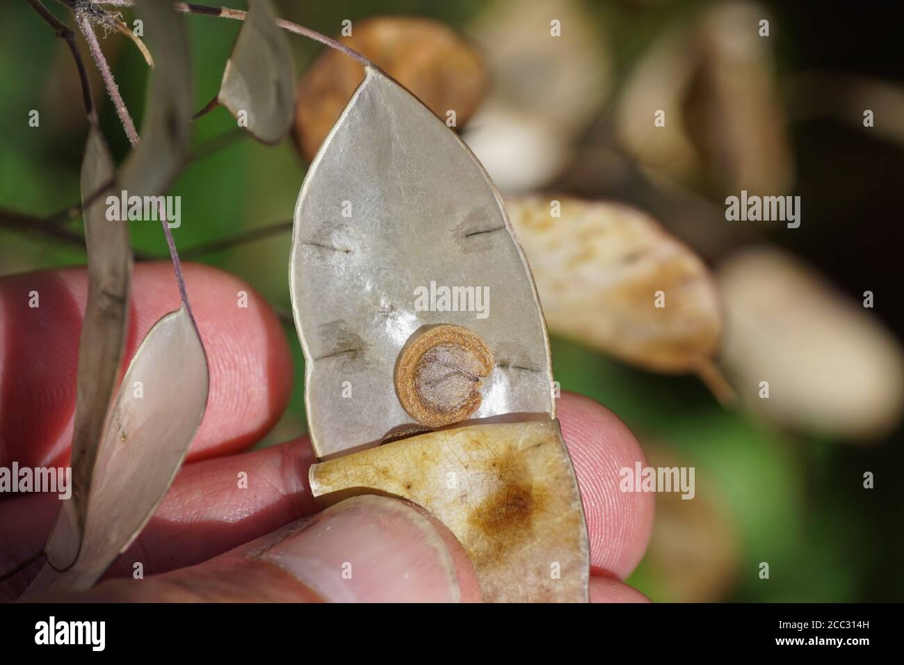 Honesty seed collecting hi-res stock photography and images - Alamy