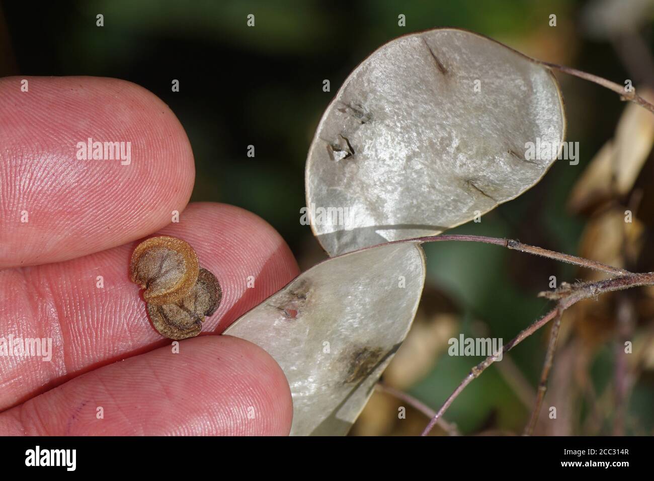 Honesty seed collecting hi-res stock photography and images - Alamy