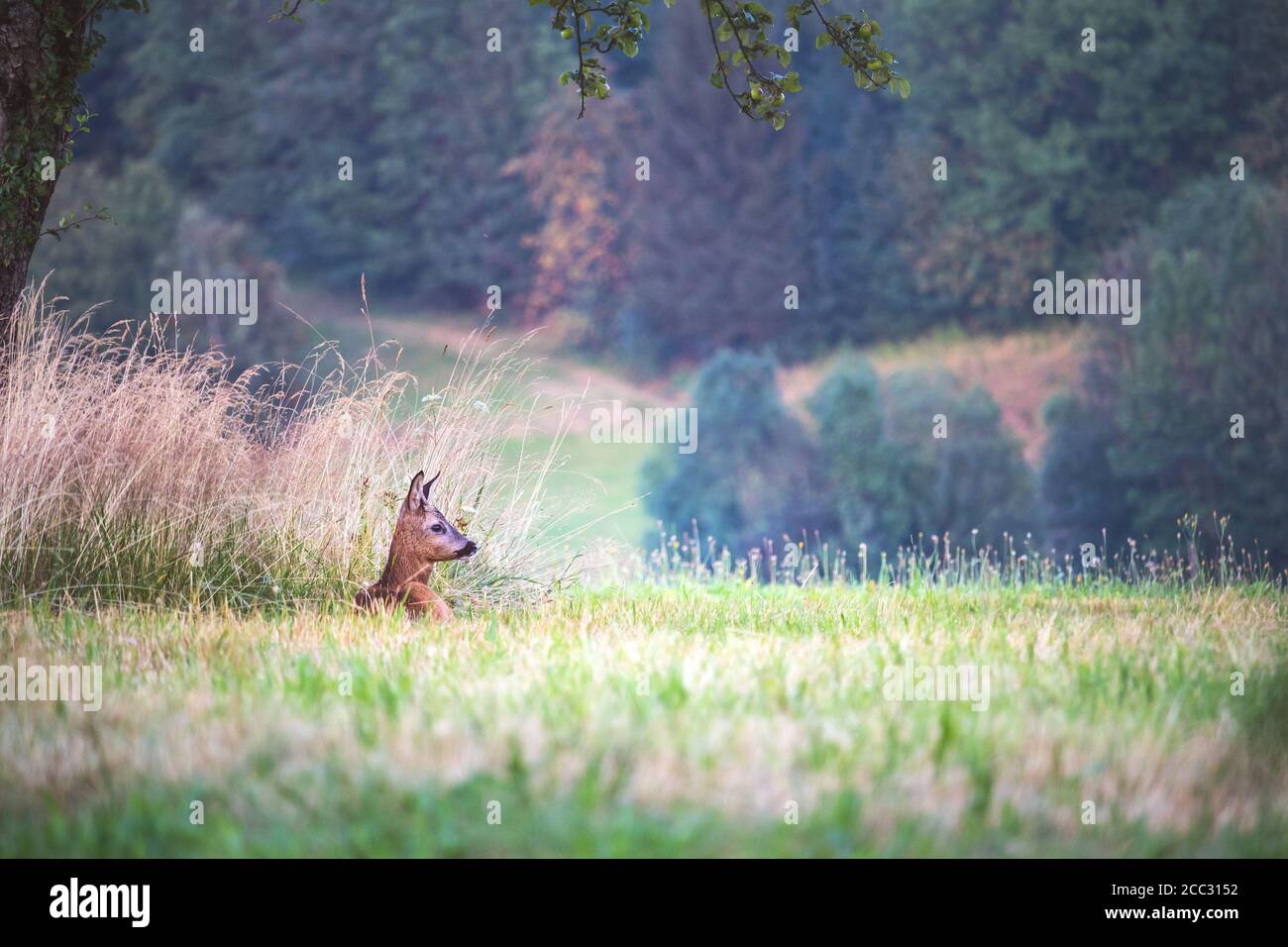 one young roe deer lying in the grass in the meadow, looking around ...