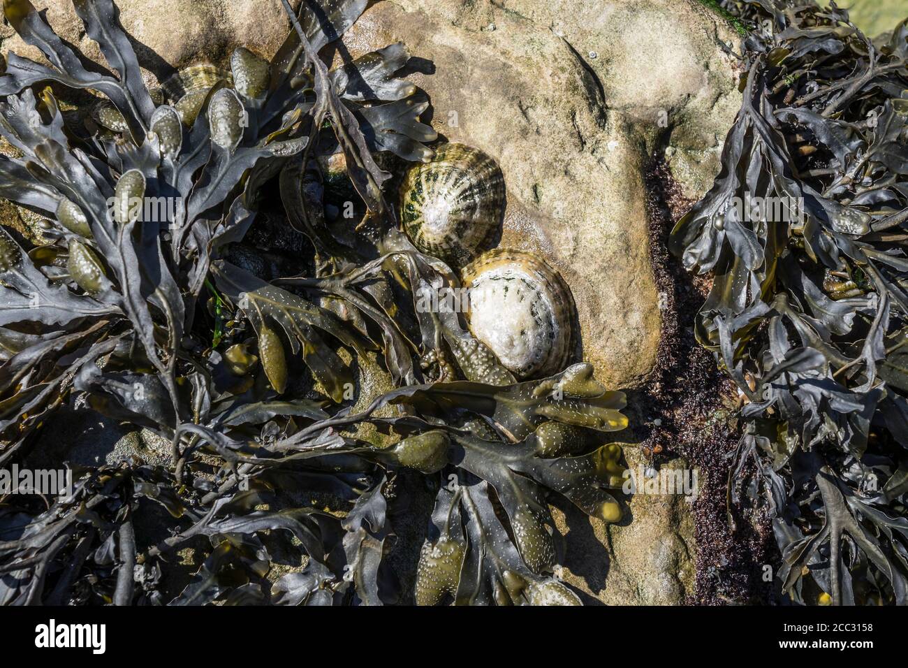 seaweed and Shells on a tideland rock Stock Photo - Alamy