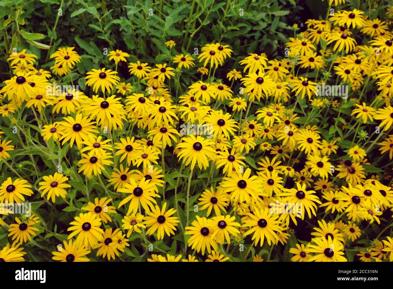 Yellow rudbeckia hirta, commonly called 'black eyed Susan' in flower ...