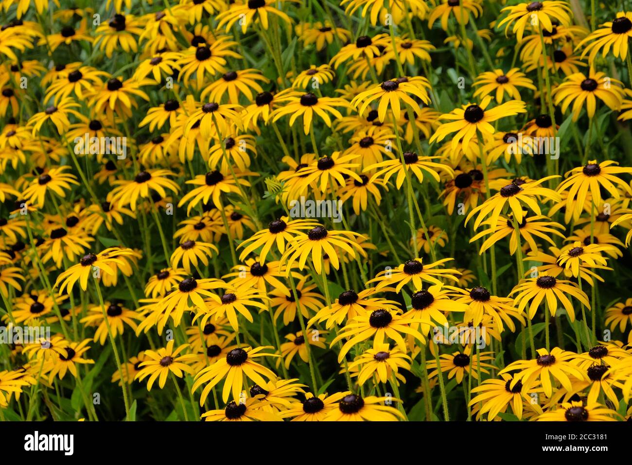 Yellow rudbeckia hirta, commonly called 'black eyed Susan' in flower ...
