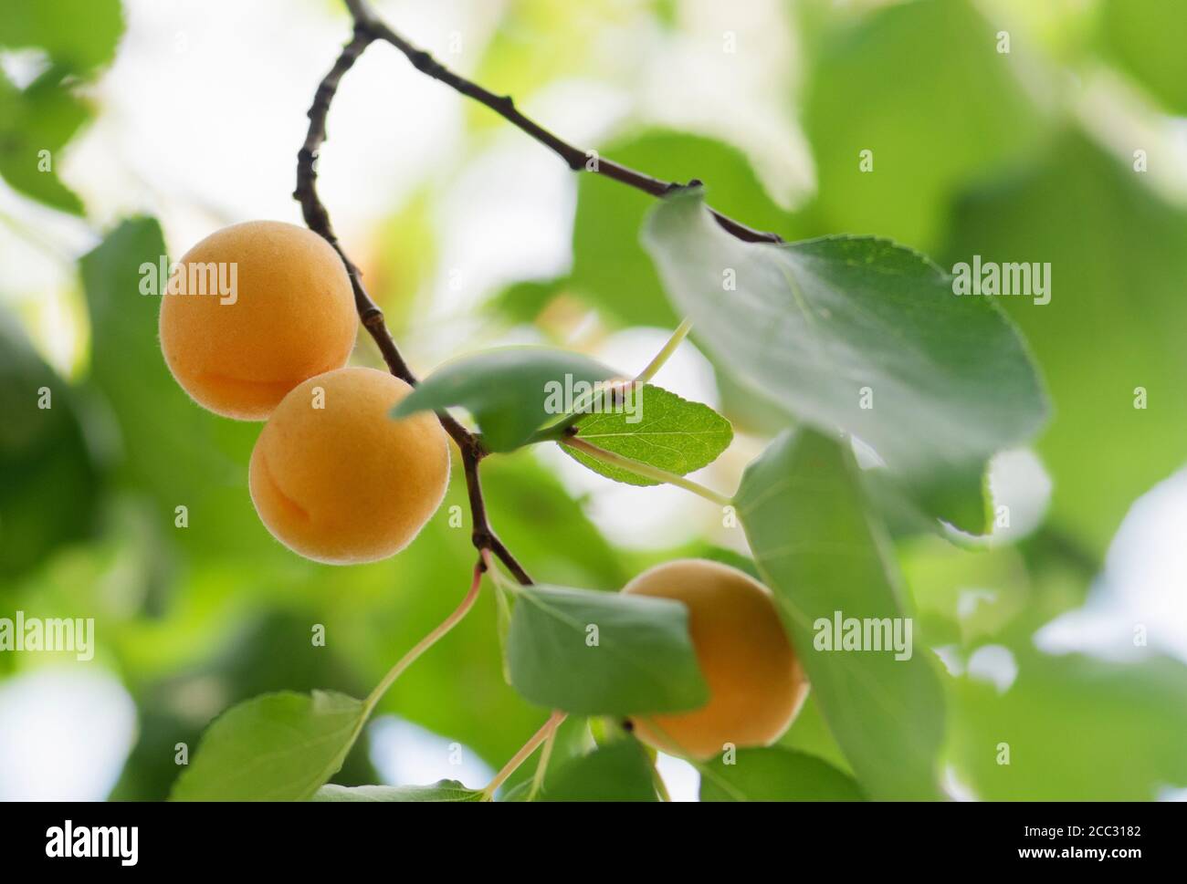 Branch of apricots. Few whole apricot fruits with leaves. Apricot tree ...