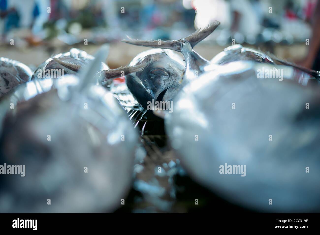 Yellow fin Tuna at Traditional Fish Market Stock Photo - Alamy