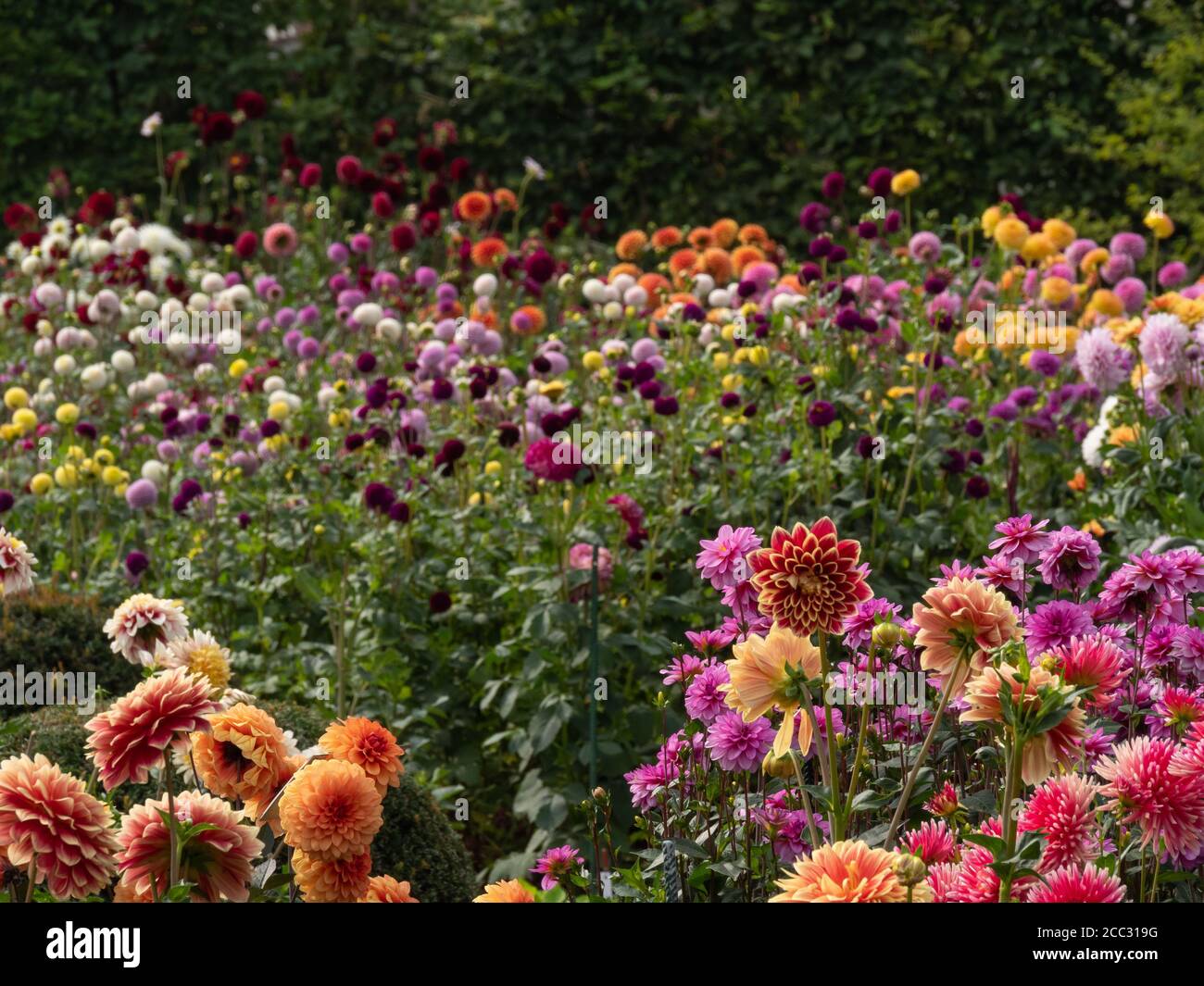dahlias in the summergarden Stock Photo - Alamy
