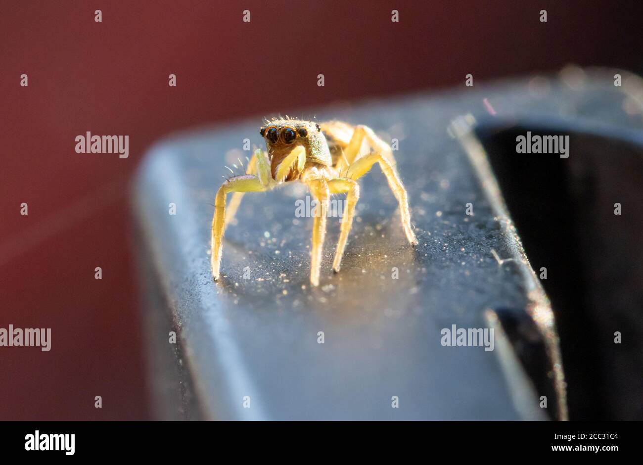 Emerald jumping spider hi-res stock photography and images - Alamy