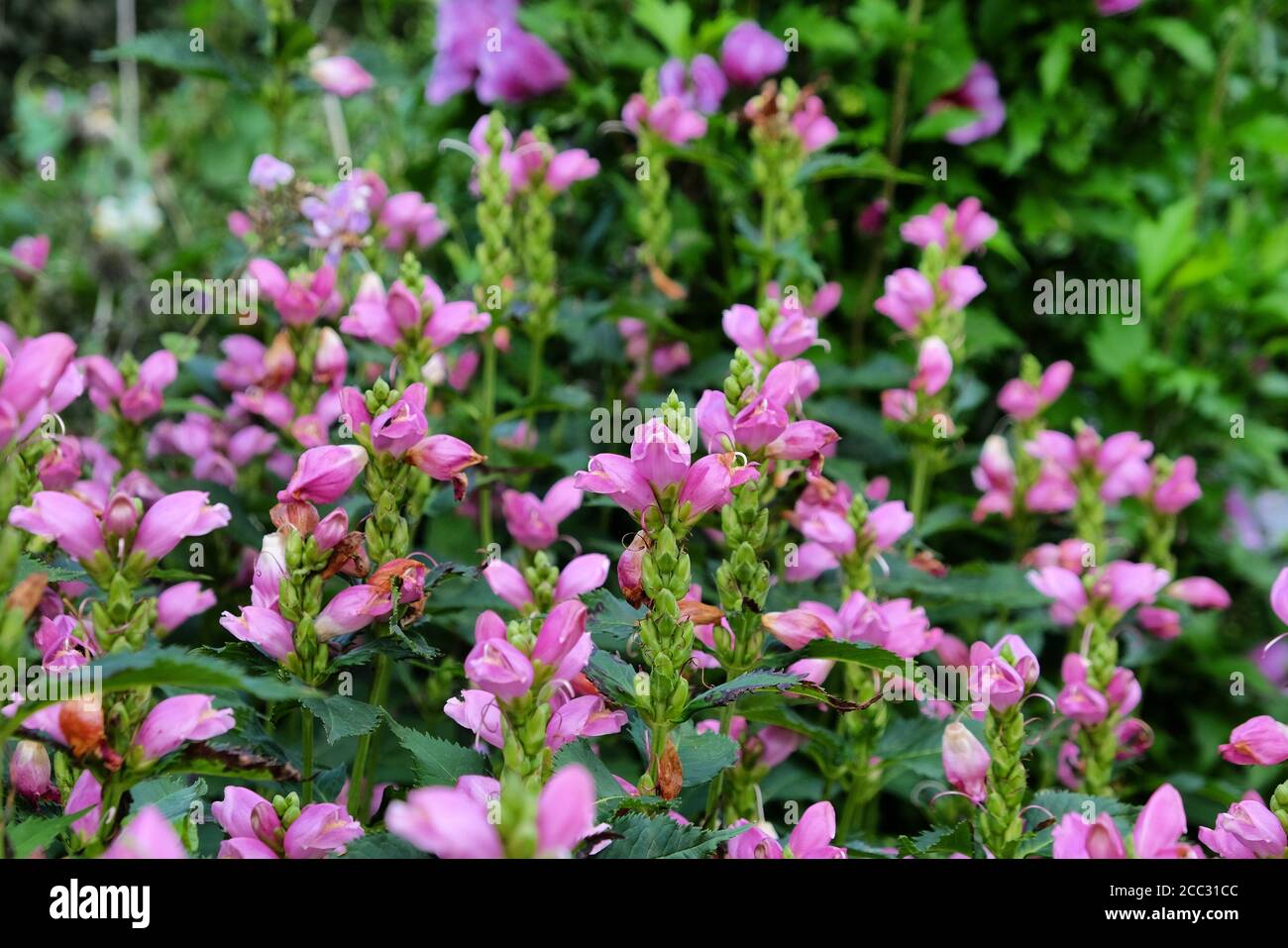 Twisted Shell Flowers High Resolution Stock Photography and Images - Alamy
