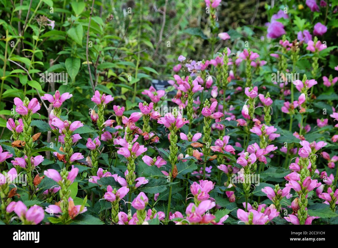 Twisted shell flowers hi-res stock photography and images - Alamy