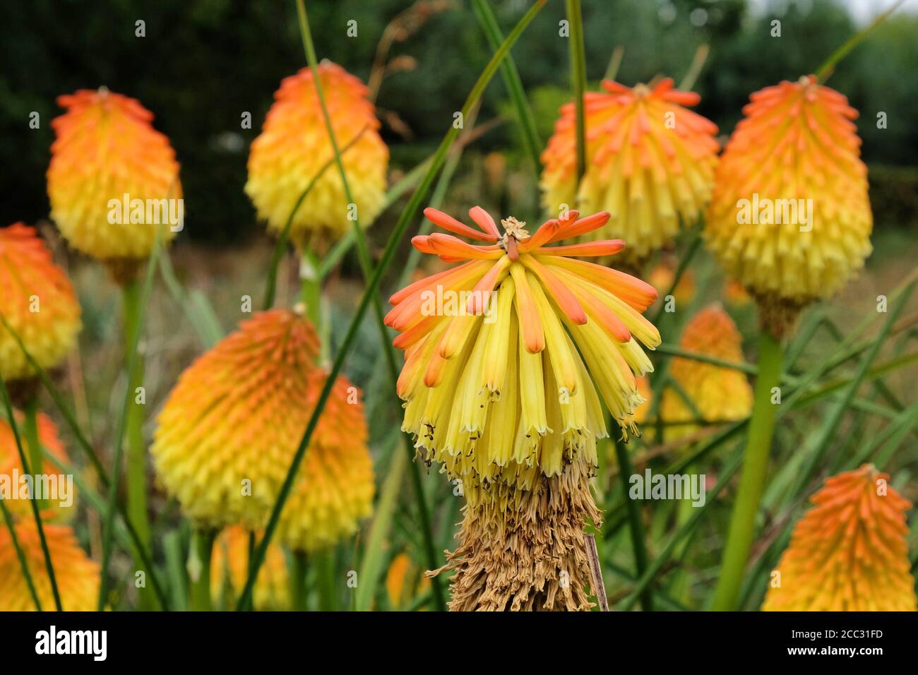 Yellow spikes hi-res stock photography and images - Alamy