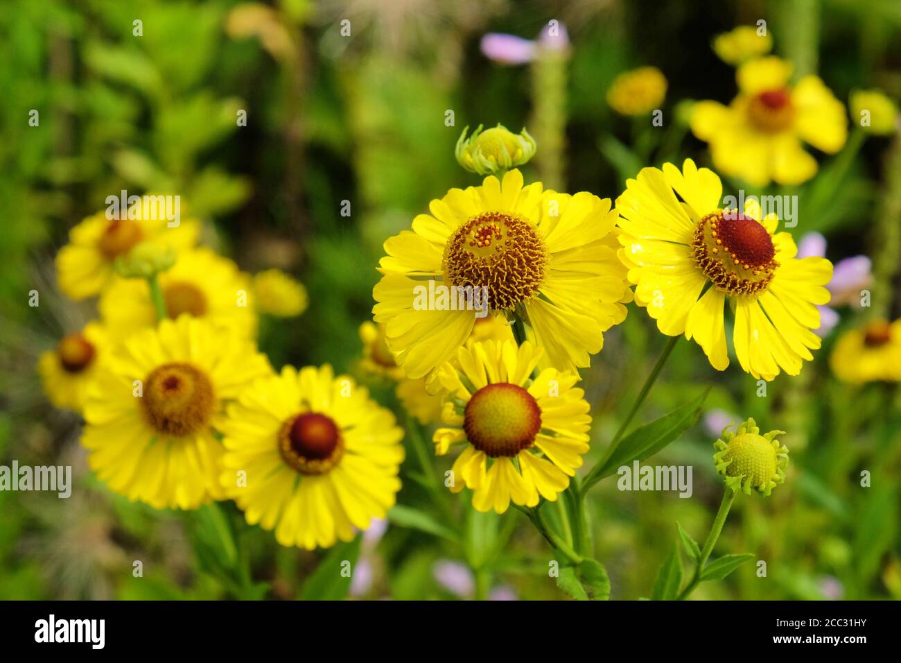 Bright yellow helenium sneezeweed in flower Stock Photo - Alamy