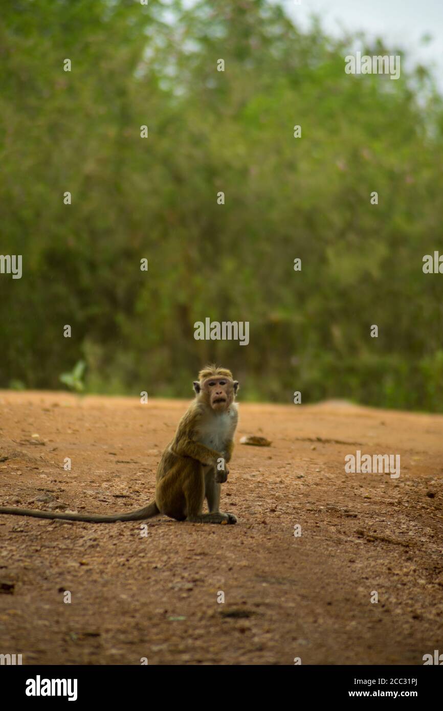 Isolated monkey (macaque) grimacing in the jungle. Udawalawa national ...