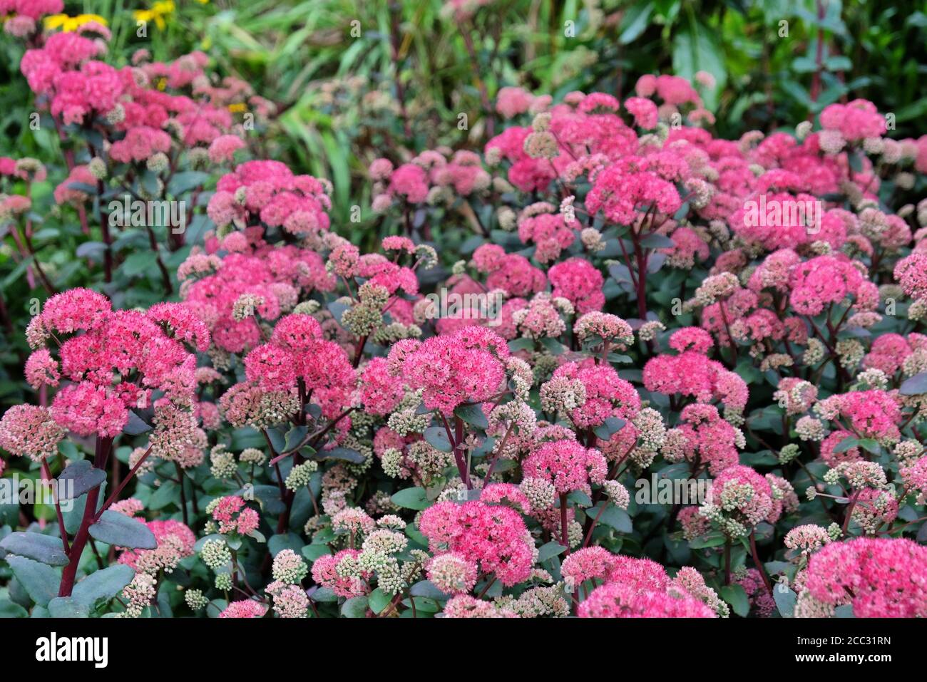 Stonecrop ‘red cauli’ hi-res stock photography and images - Alamy