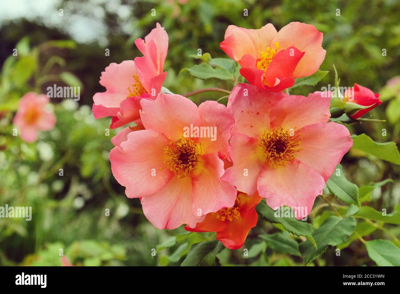 Peach rosa 'simple peach' shrub rose in flower Stock Photo - Alamy