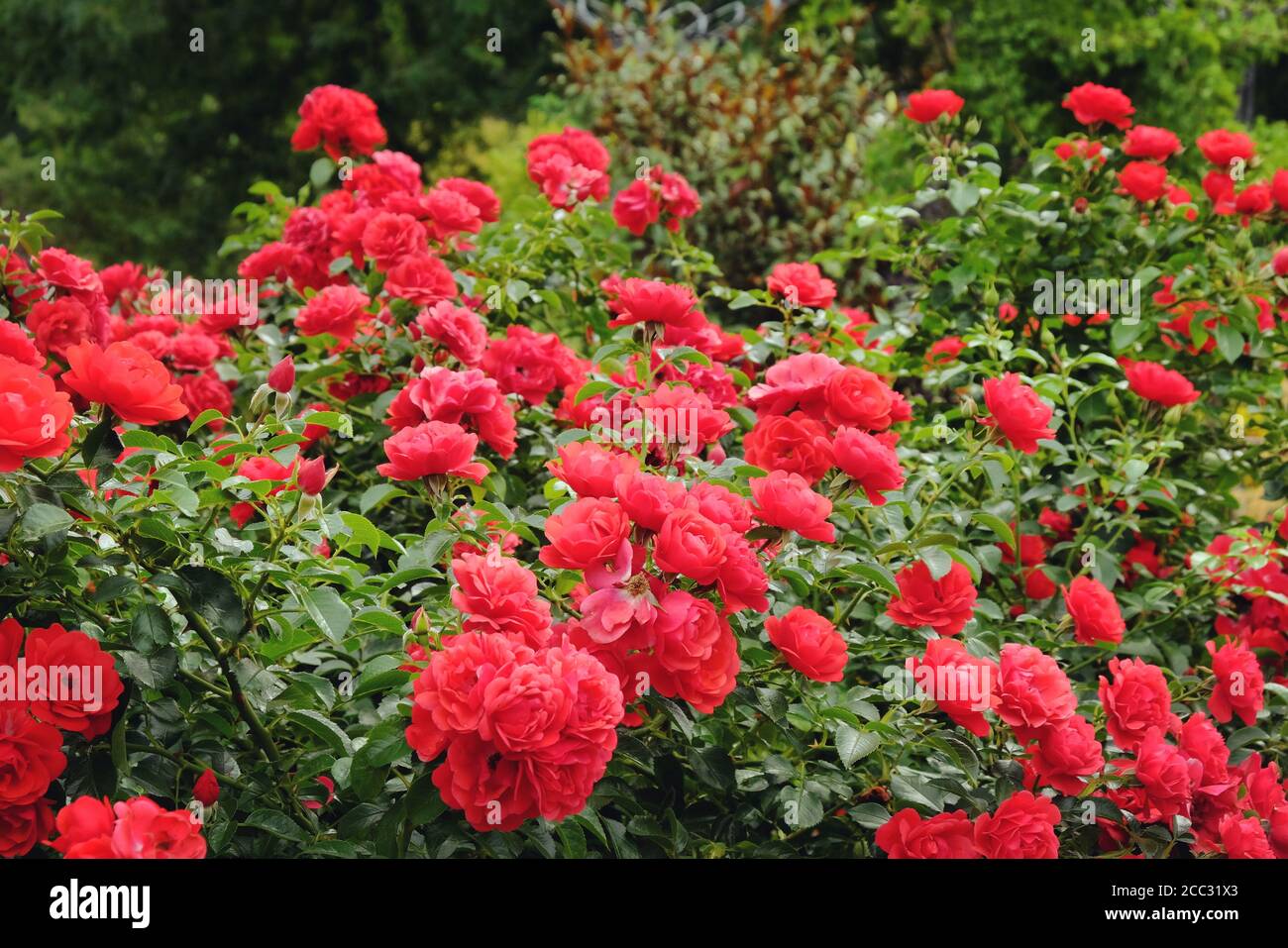 Red rosa 'flower carpet scarlet' in flower Stock Photo - Alamy