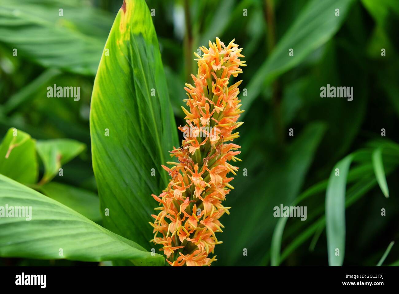 Flora of assam hi-res stock photography and images - Alamy