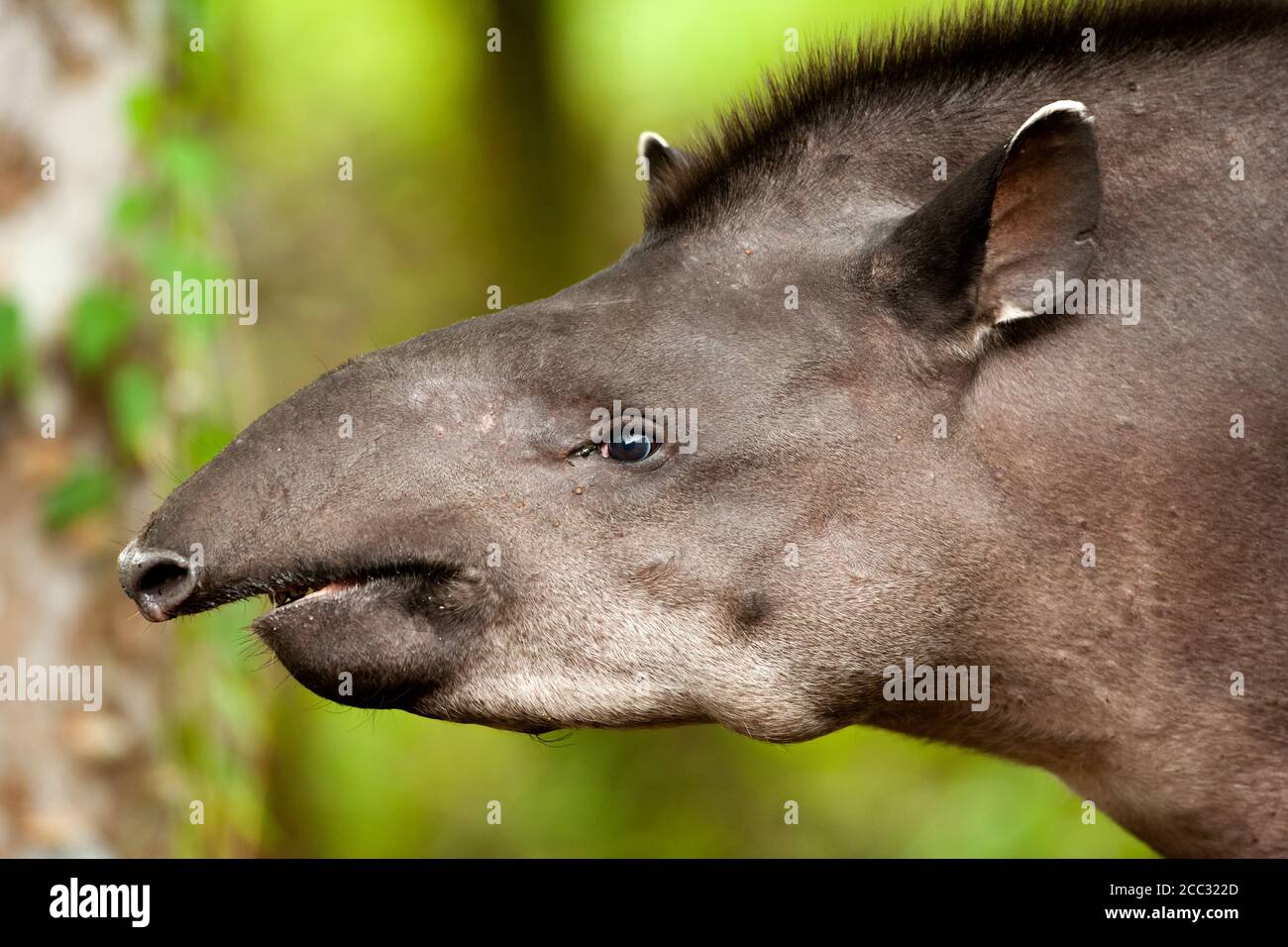 Tapir Rainforest
