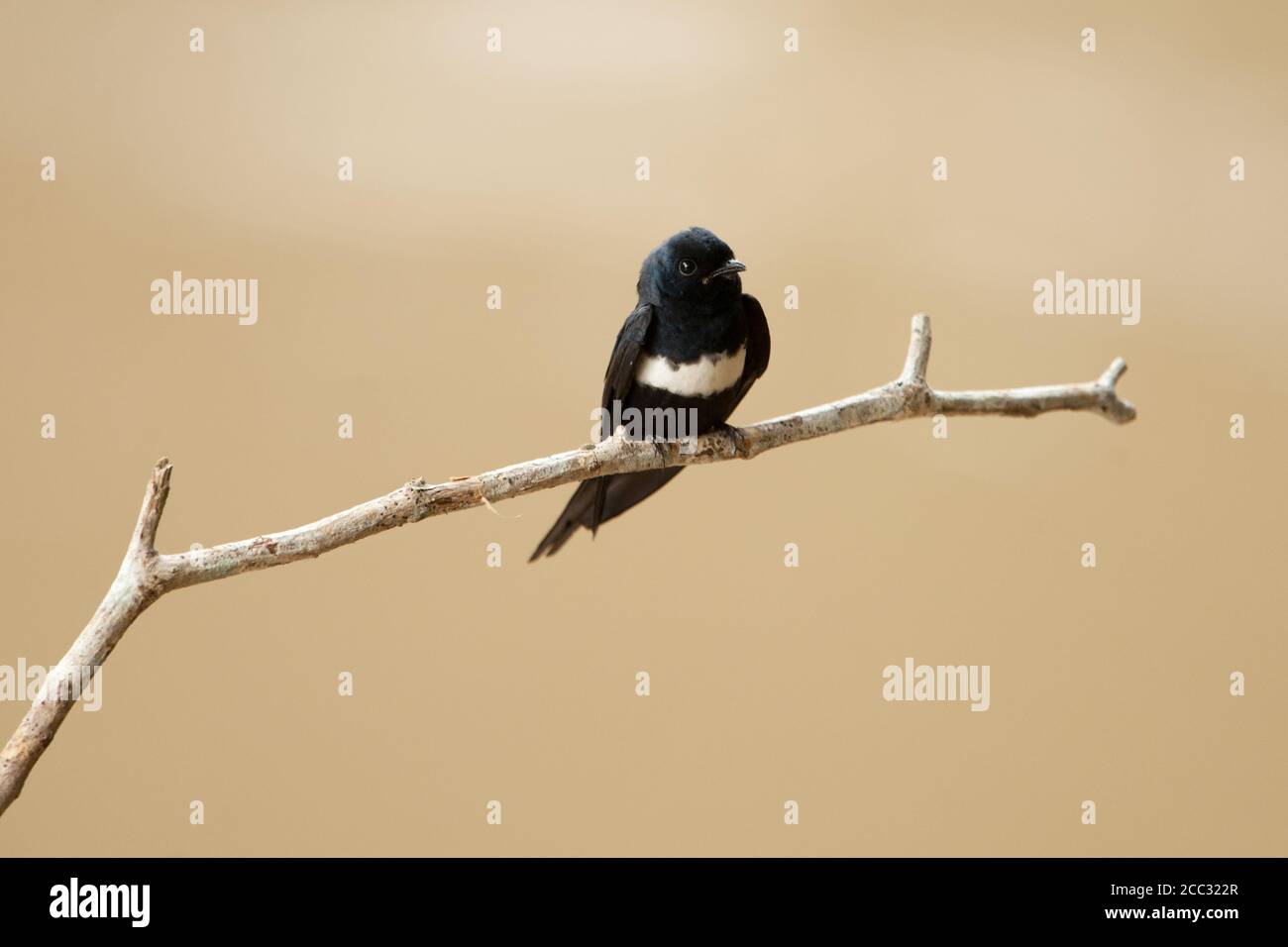 A White-chested Swift sitting on a branch (Cypseloides lemosi Stock ...