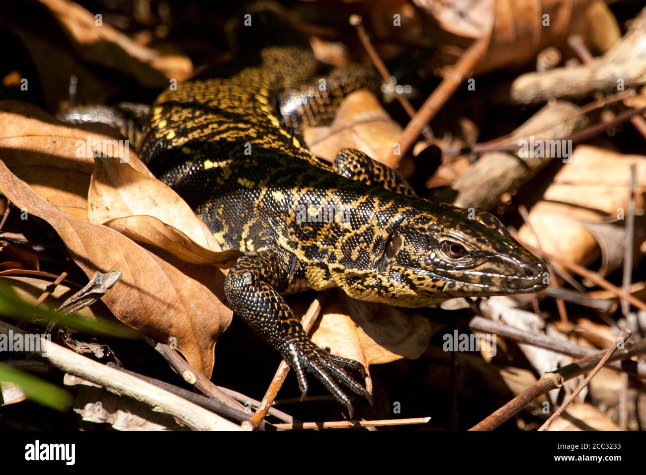 A Golden Tegu hides in the leaf litter (Tupinambis teguixin Stock Photo ...