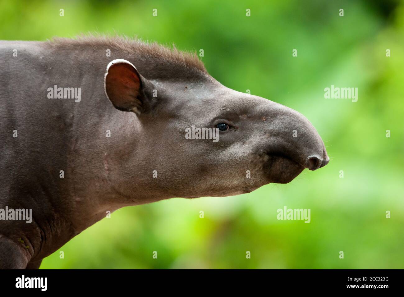 A South American tapir (Tapirus terrestris) in the Ecuadorian Amazon ...