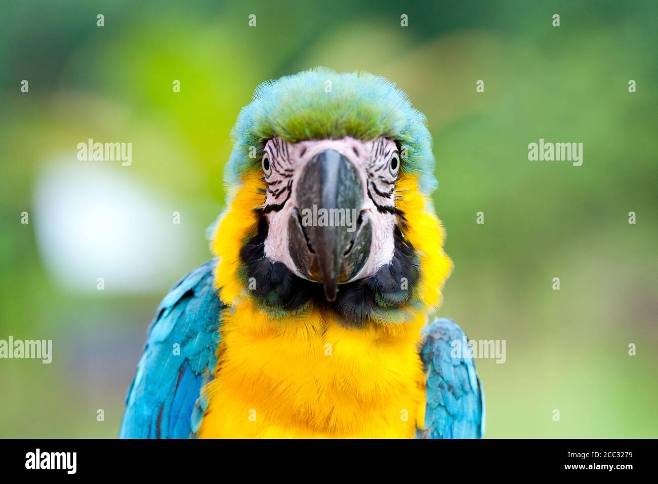 A Blue-and-yellow Macaw (Ara ararauna) in the Amazon rainforest Stock ...