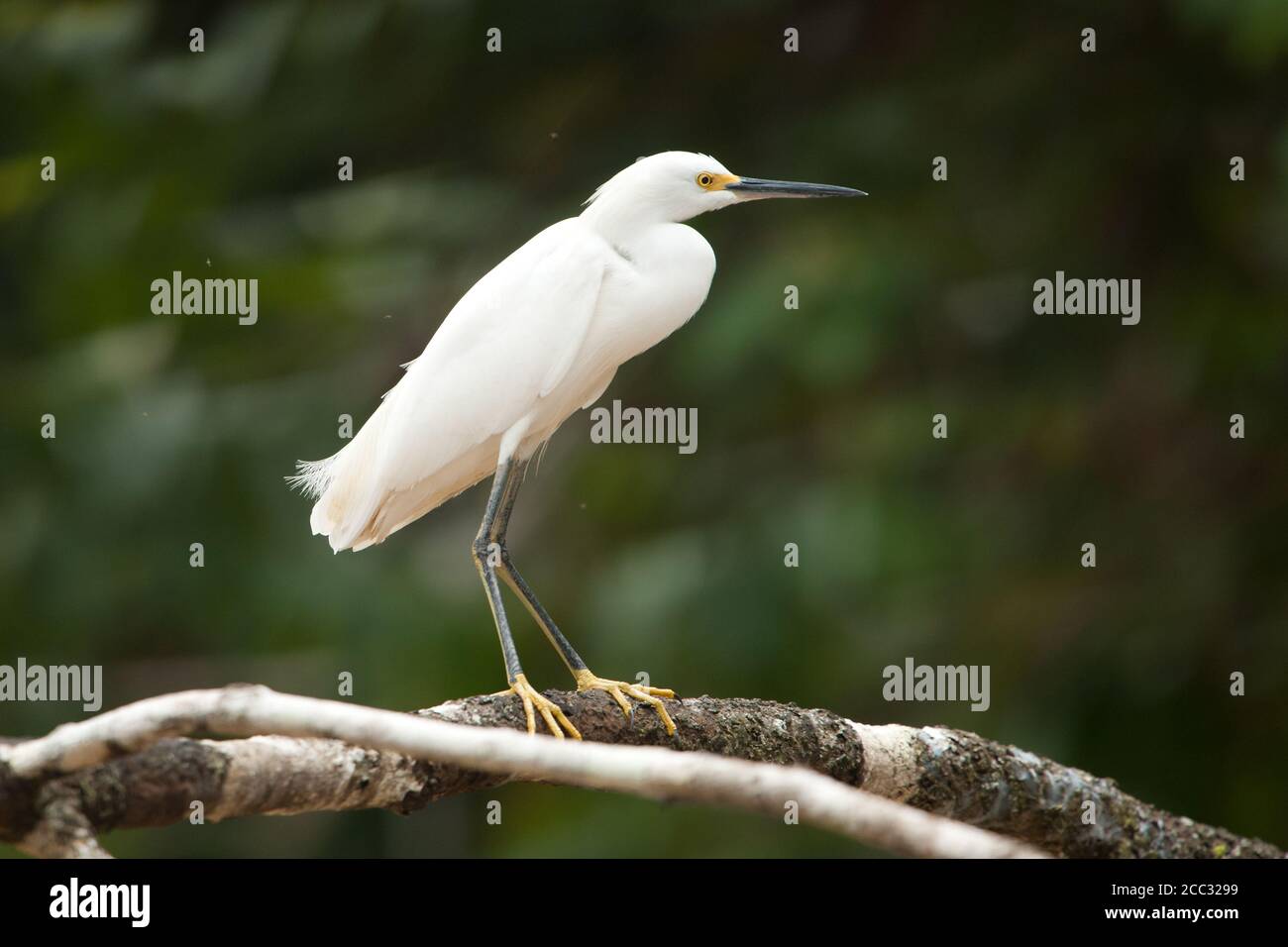Perch snowy egret tree hi-res stock photography and images - Alamy