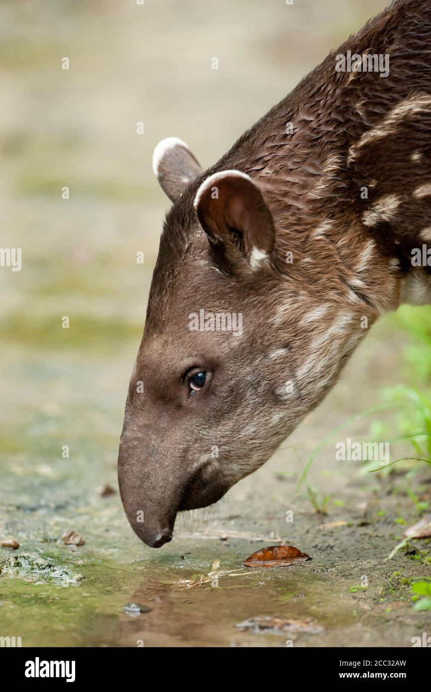 Tapirus terrestris drinking hi-res stock photography and images - Alamy