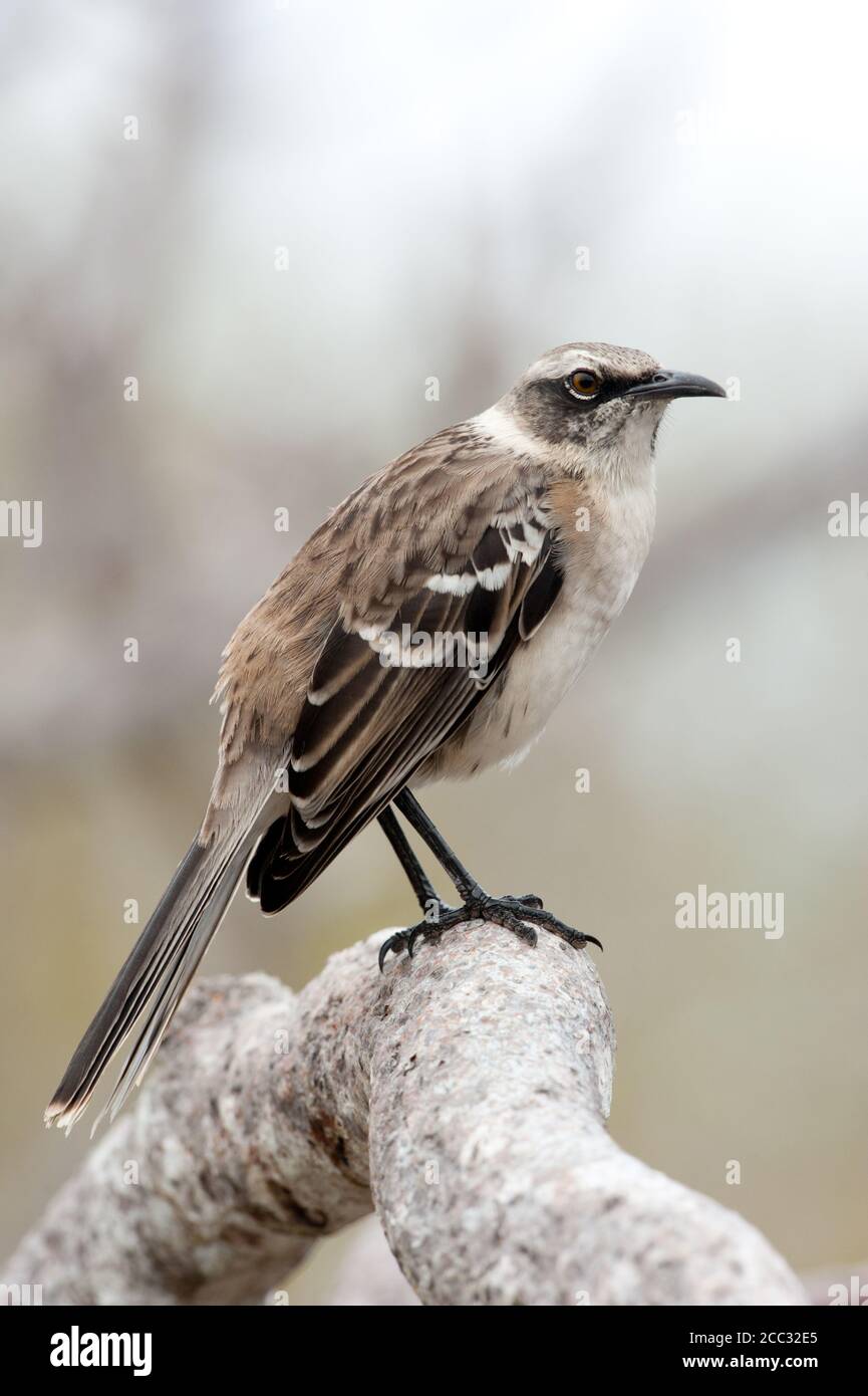 Galapagos Mockingbird (Mimus parvulus Stock Photo - Alamy