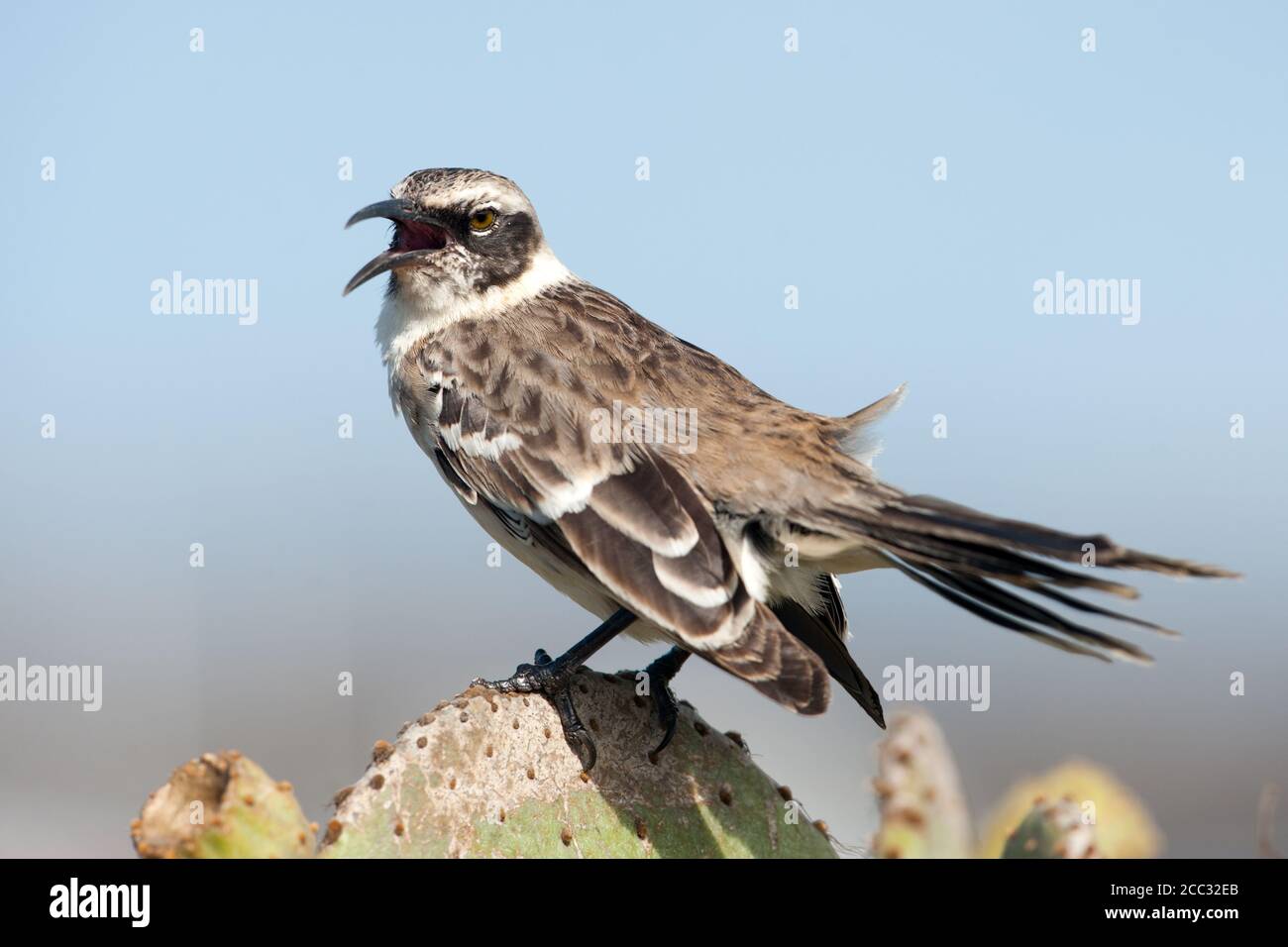 Galapagos Mockingbird (Mimus parvulus Stock Photo - Alamy
