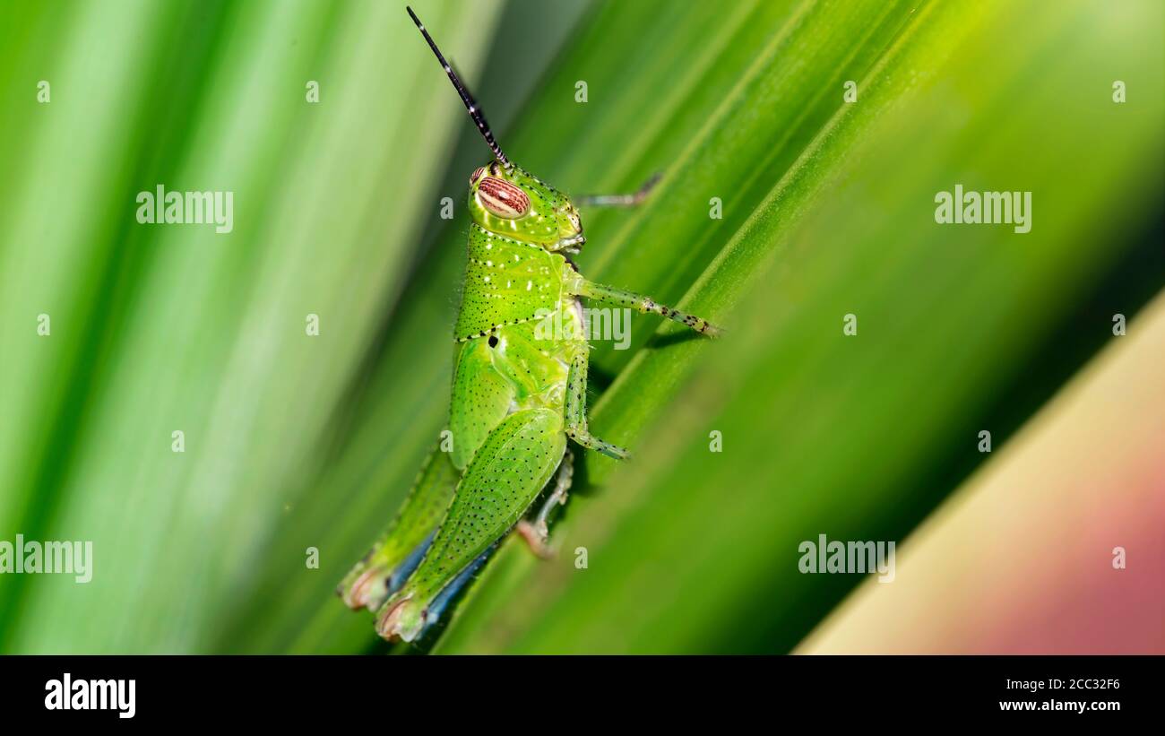 Green long leg insects hi-res stock photography and images - Alamy