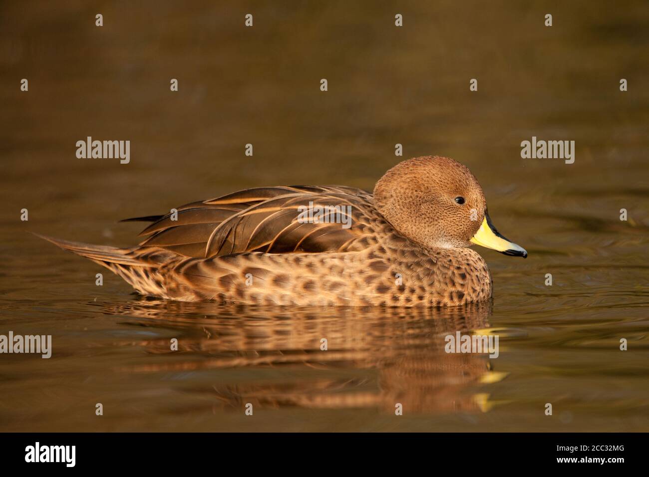 A Sharp-Winged Teal (Anas flavirostris oxyptera) also known as the ...