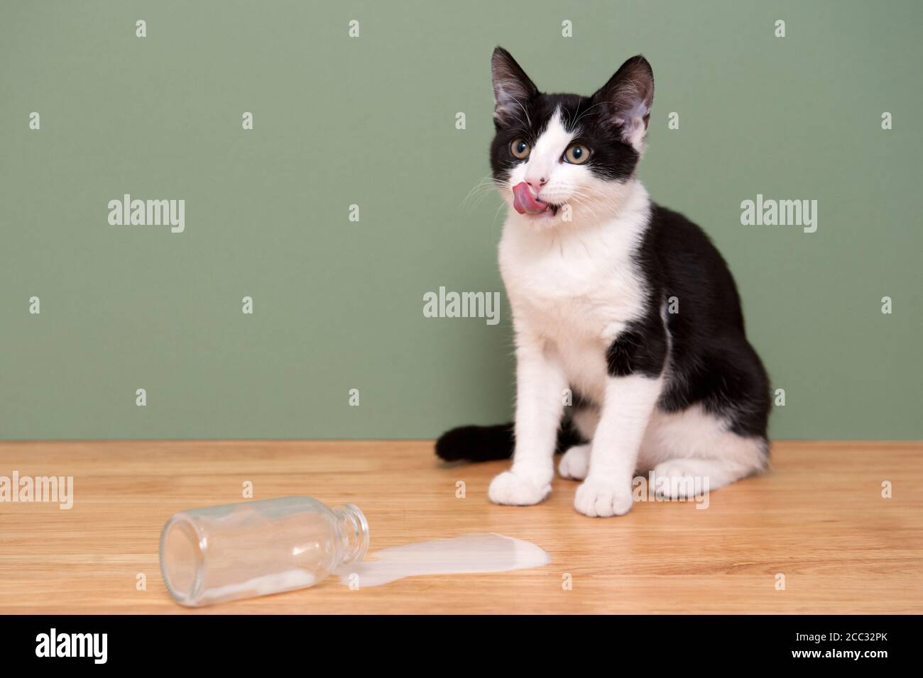 Cat drink milk hi-res stock photography and images - Alamy