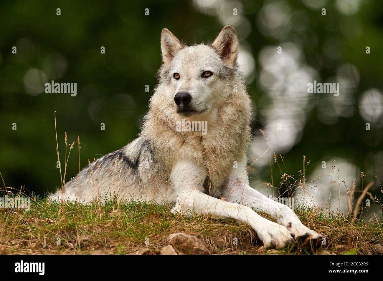 Wolf sitting hi-res stock photography and images - Alamy