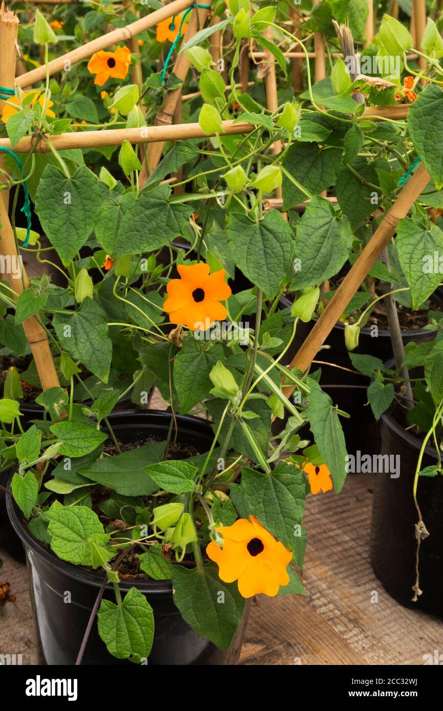 Orange flowering Thunbergia gregorii twining plants on table inside ...