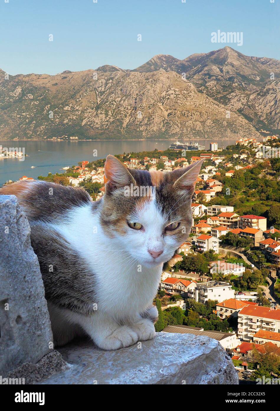 Focus Stacked Image of One of the Wild Cats of Kotor Looking Down from ...